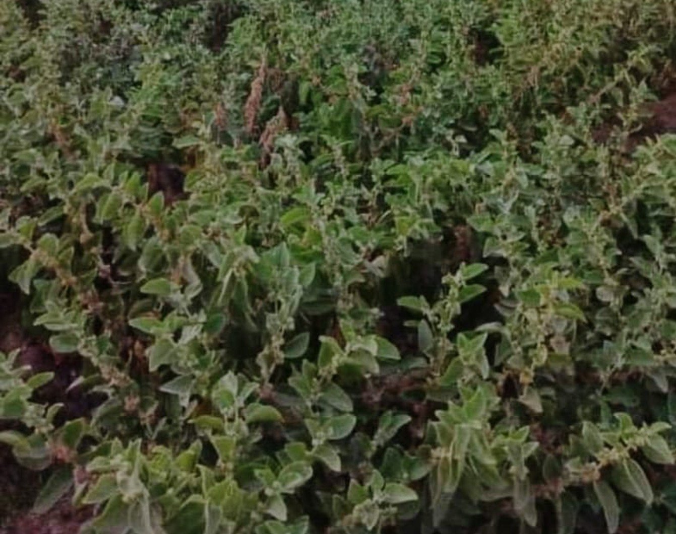 EL-Hashmi Plants